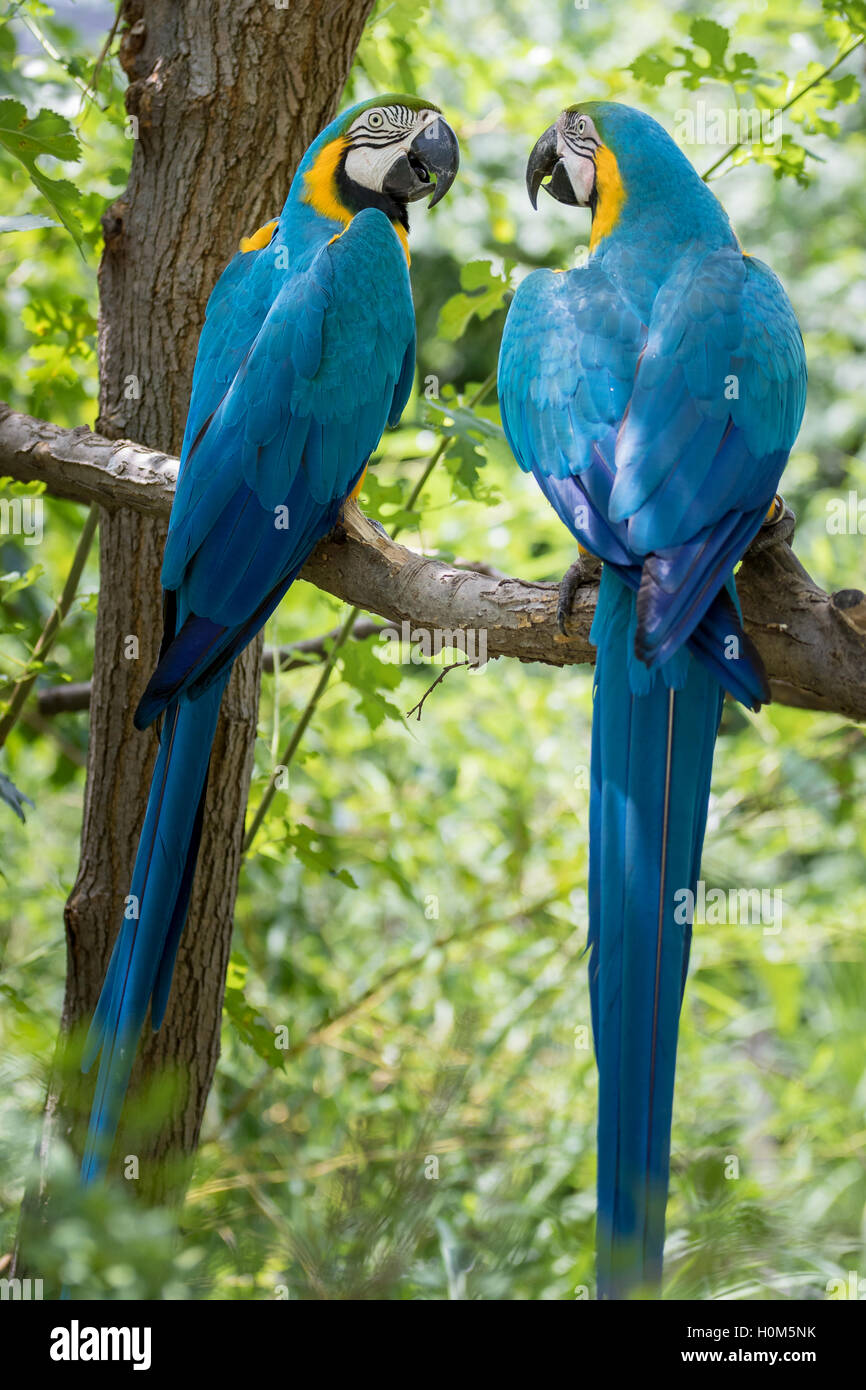 Blue Parrots Together on a Branch Stock Photo - Alamy