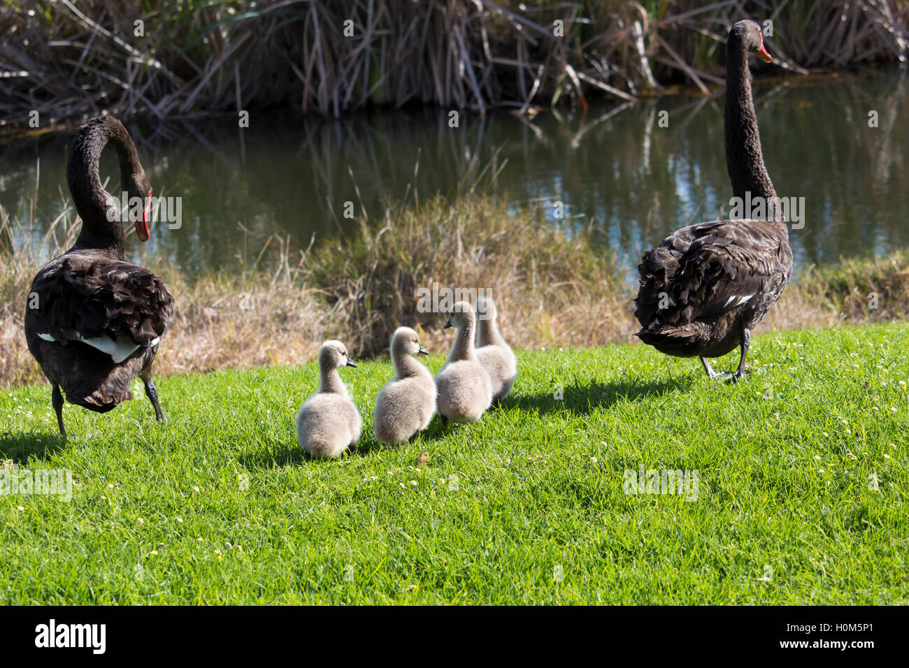 Some newly hatched West Australian black swan cygnus atratus young ...