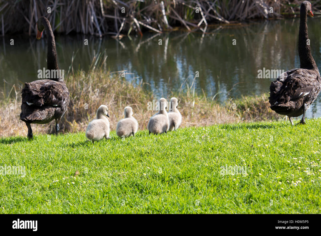 Some newly hatched West Australian black swan cygnus atratus young ...