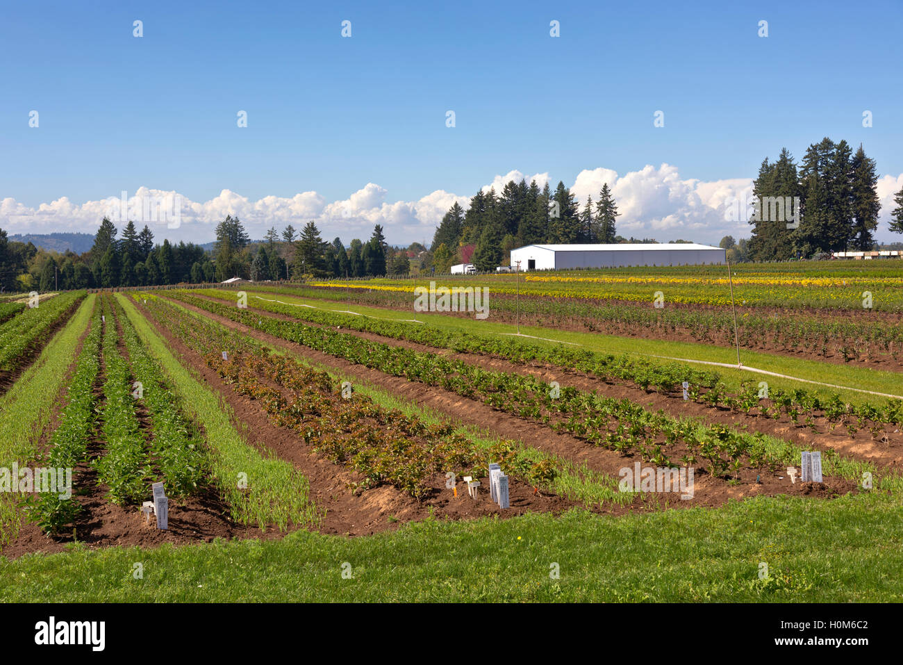 Agriculture and plants in a field rural Oregon Stock Photo - Alamy
