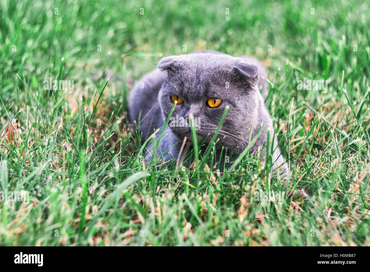 British rock elite cat with big yellow eyes sitting on a green lawn ...