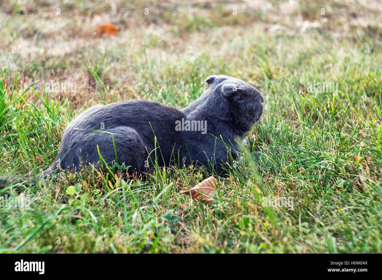 British rock elite cat with big yellow eyes sitting on a green lawn ...