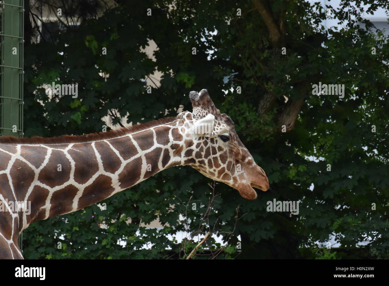 portrait of a giraffe Stock Photo - Alamy