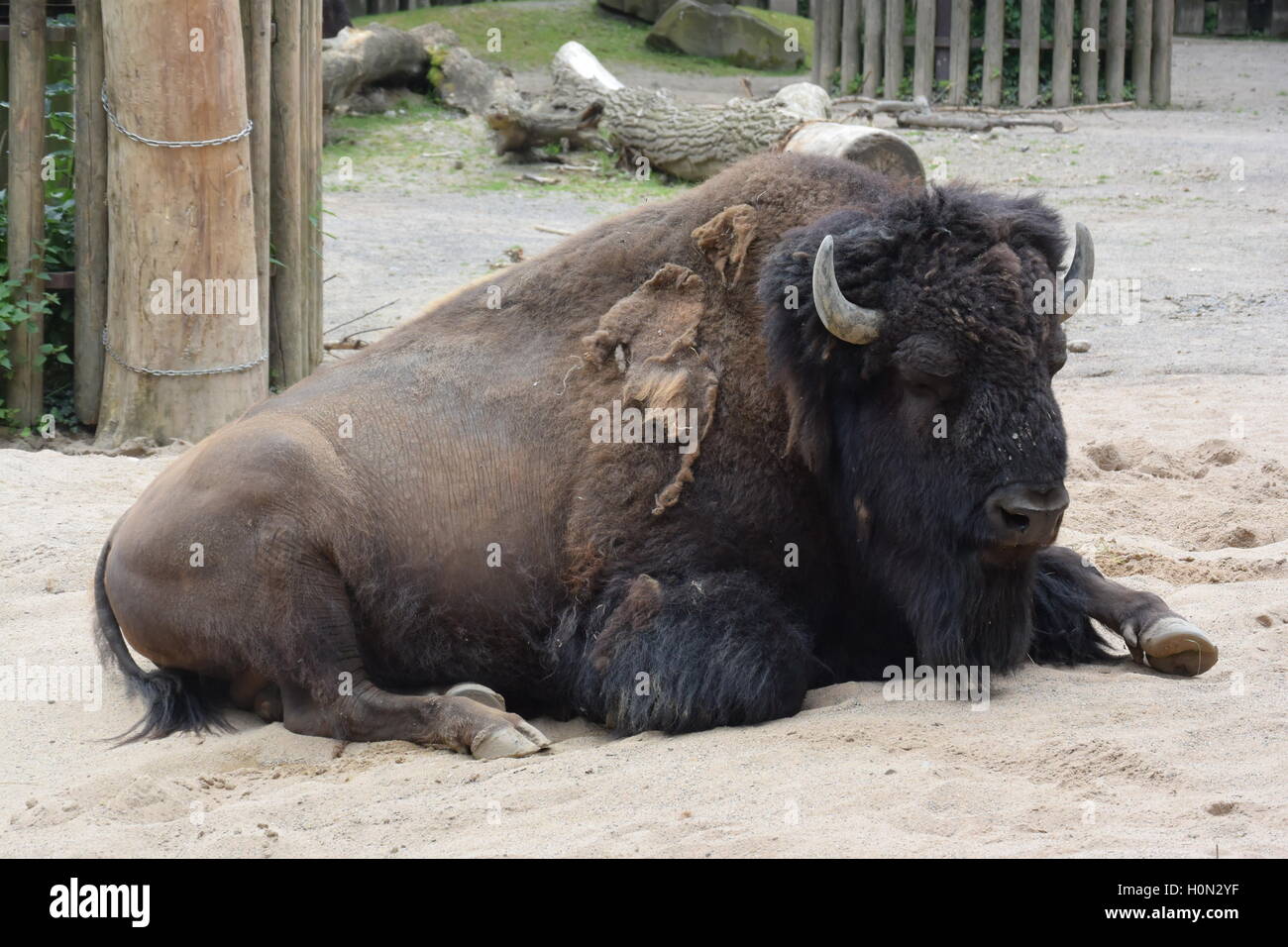 Buffalo zoo hi-res stock photography and images - Alamy