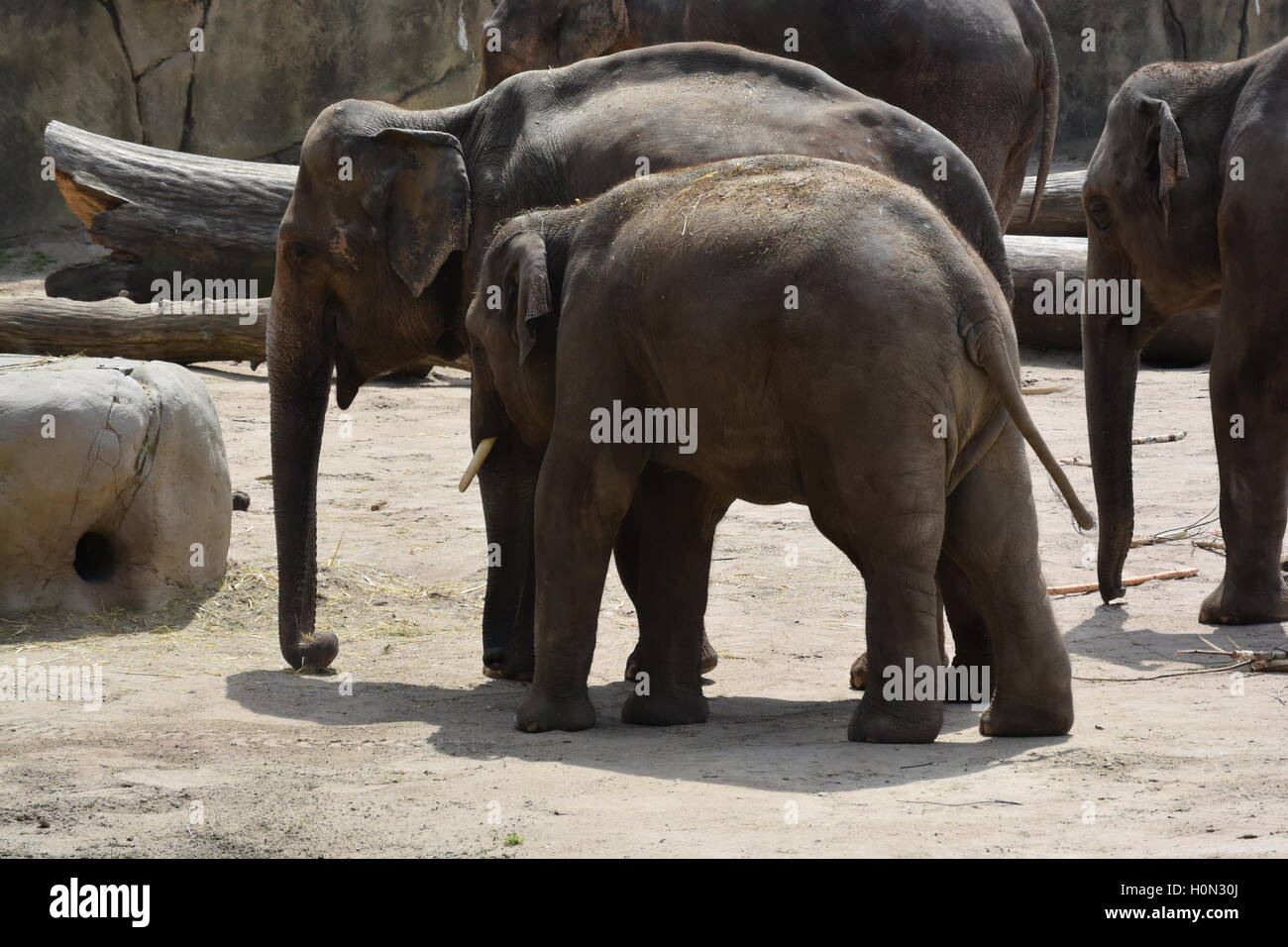 a group of elephants Stock Photo - Alamy