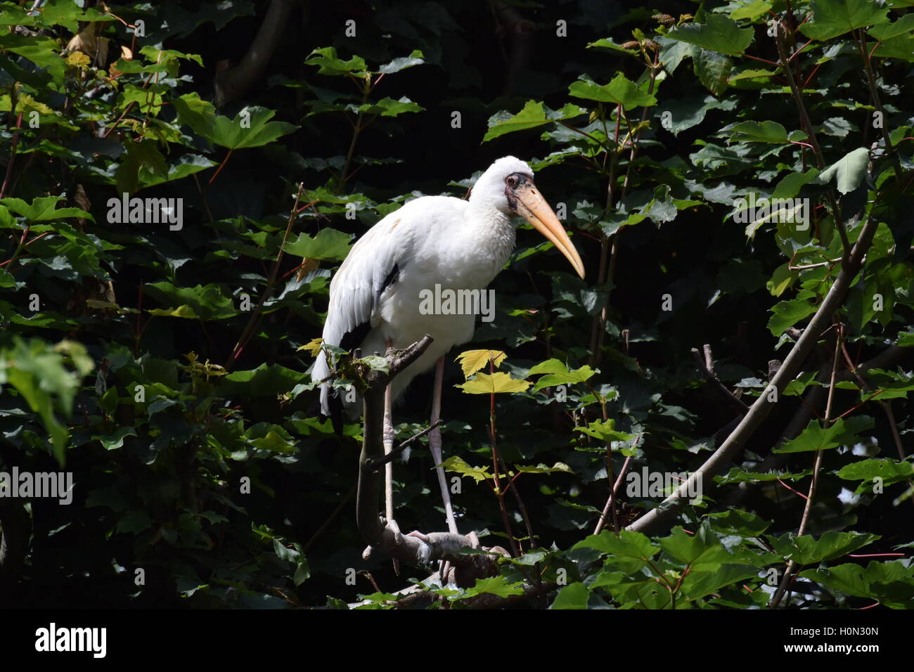 stork sitting on a tree Stock Photo - Alamy