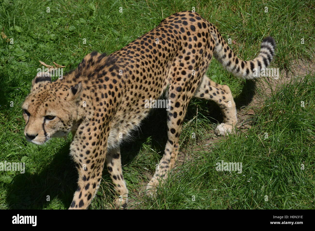 Leopard with food hi-res stock photography and images - Alamy