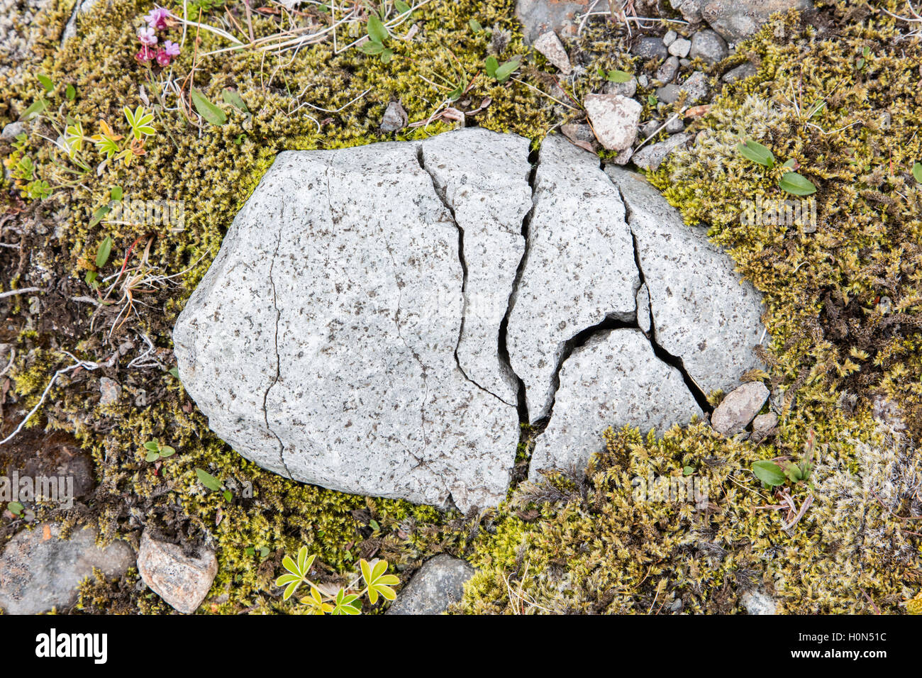 Frost leaves Destructive Patterns in a Stone, Iceland Stock Photo - Alamy
