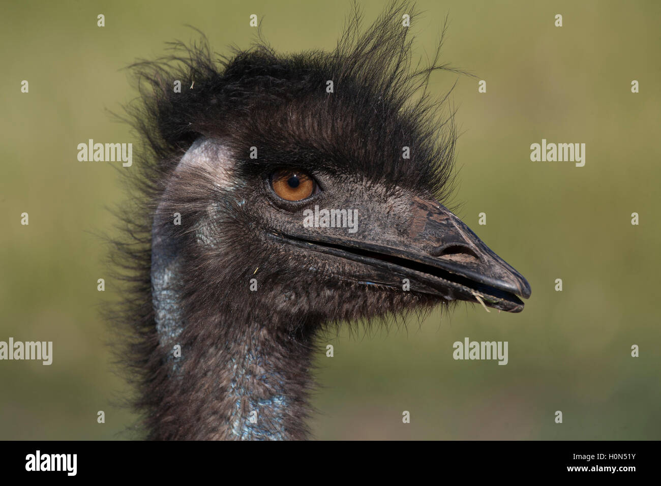 Close up emu bird hi-res stock photography and images - Alamy