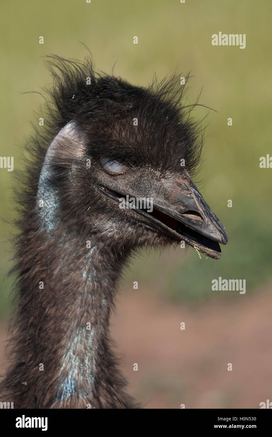 Farmed emu hi-res stock photography and images - Alamy