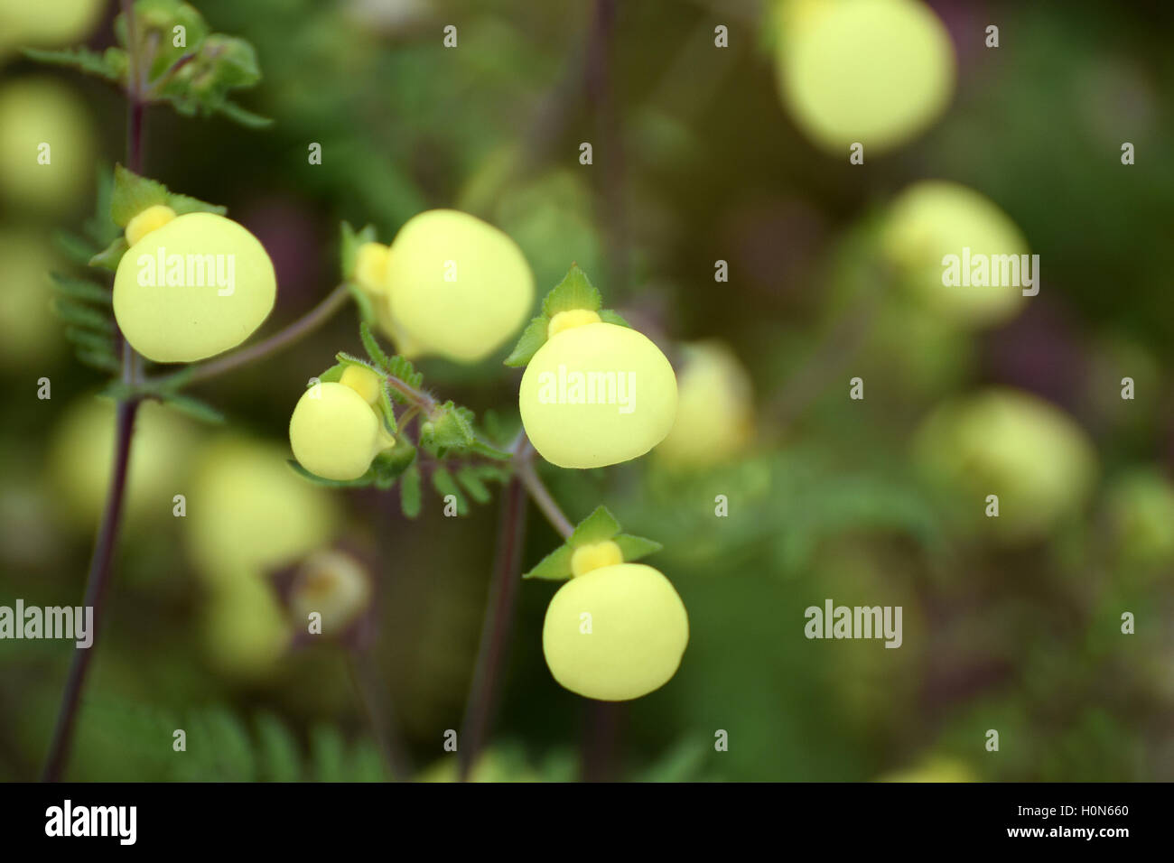 Calceolaria pinnata hi-res stock photography and images - Alamy