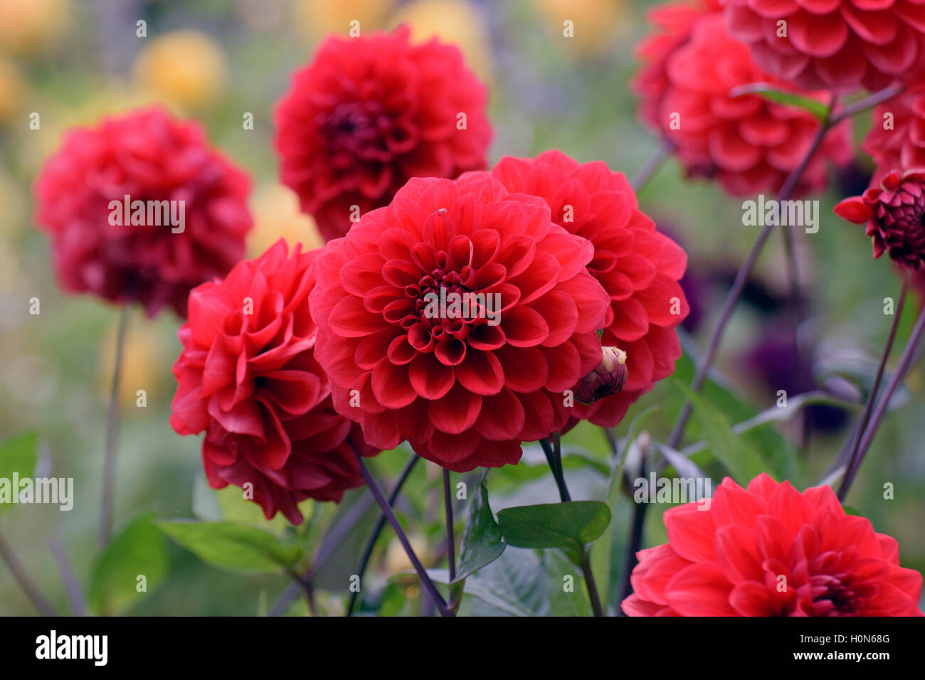 Beautiful red autumn flowers hi-res stock photography and images - Alamy