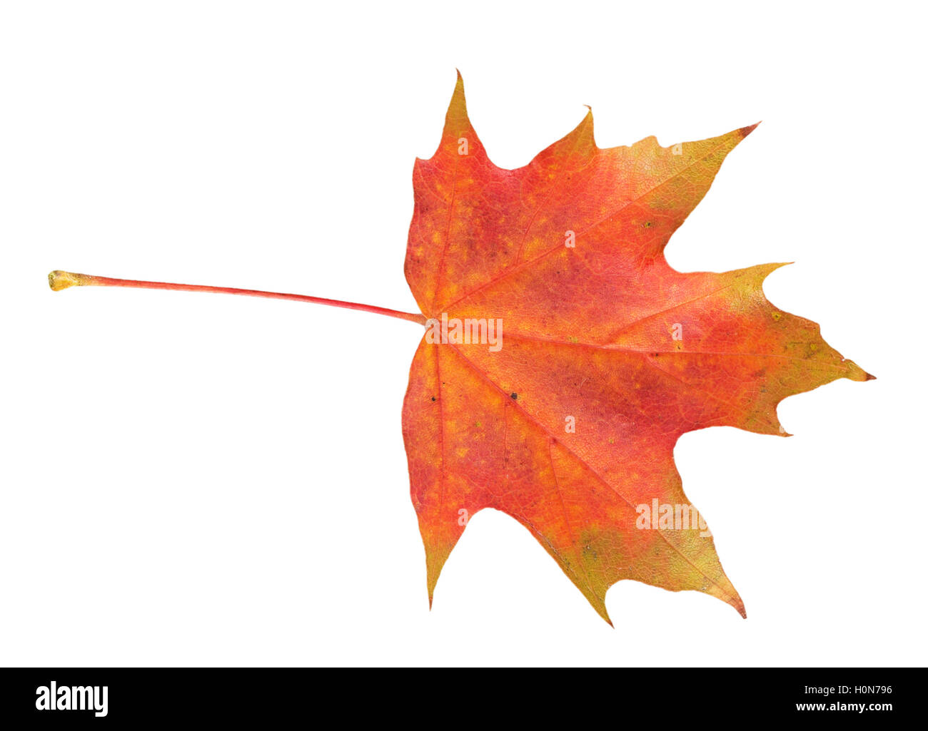 Red maple leaf isolated on a white background Stock Photo - Alamy