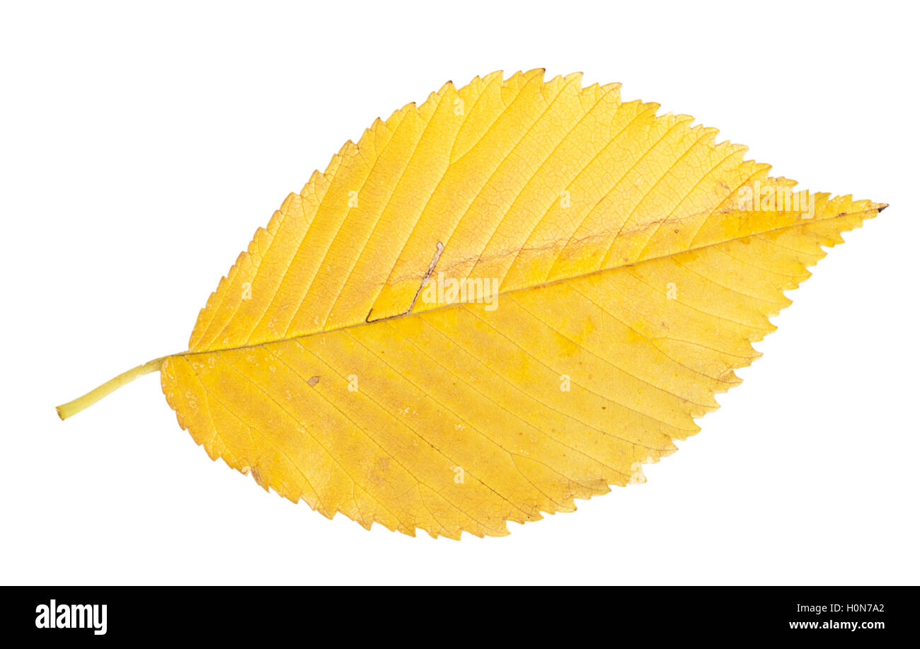 Yellow autumn leaf isolated on a white background Stock Photo - Alamy