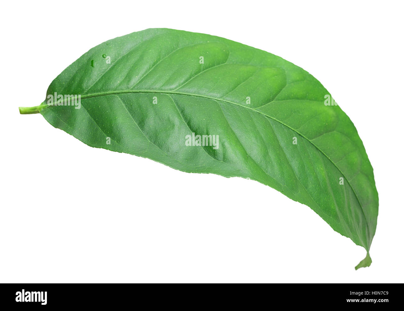Citrus leaf isolated on a white background Stock Photo - Alamy
