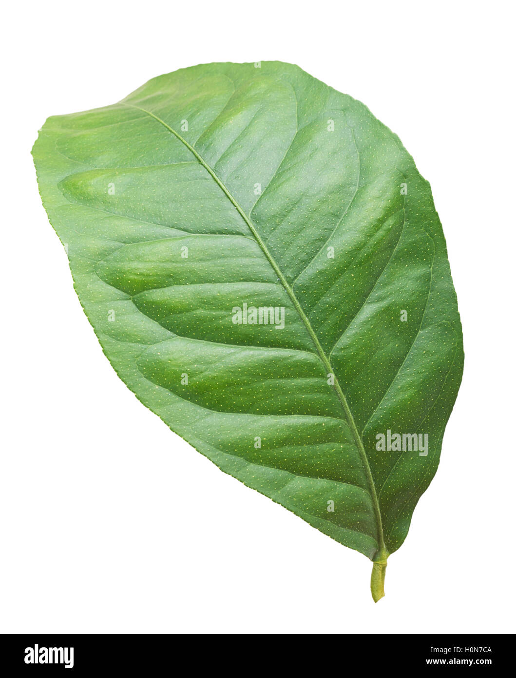 Citrus leaf isolated on a white background Stock Photo - Alamy