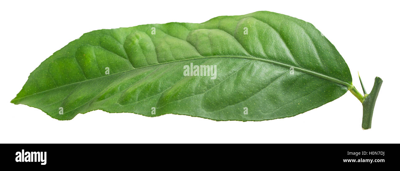 Citrus leaf isolated on a white background Stock Photo - Alamy