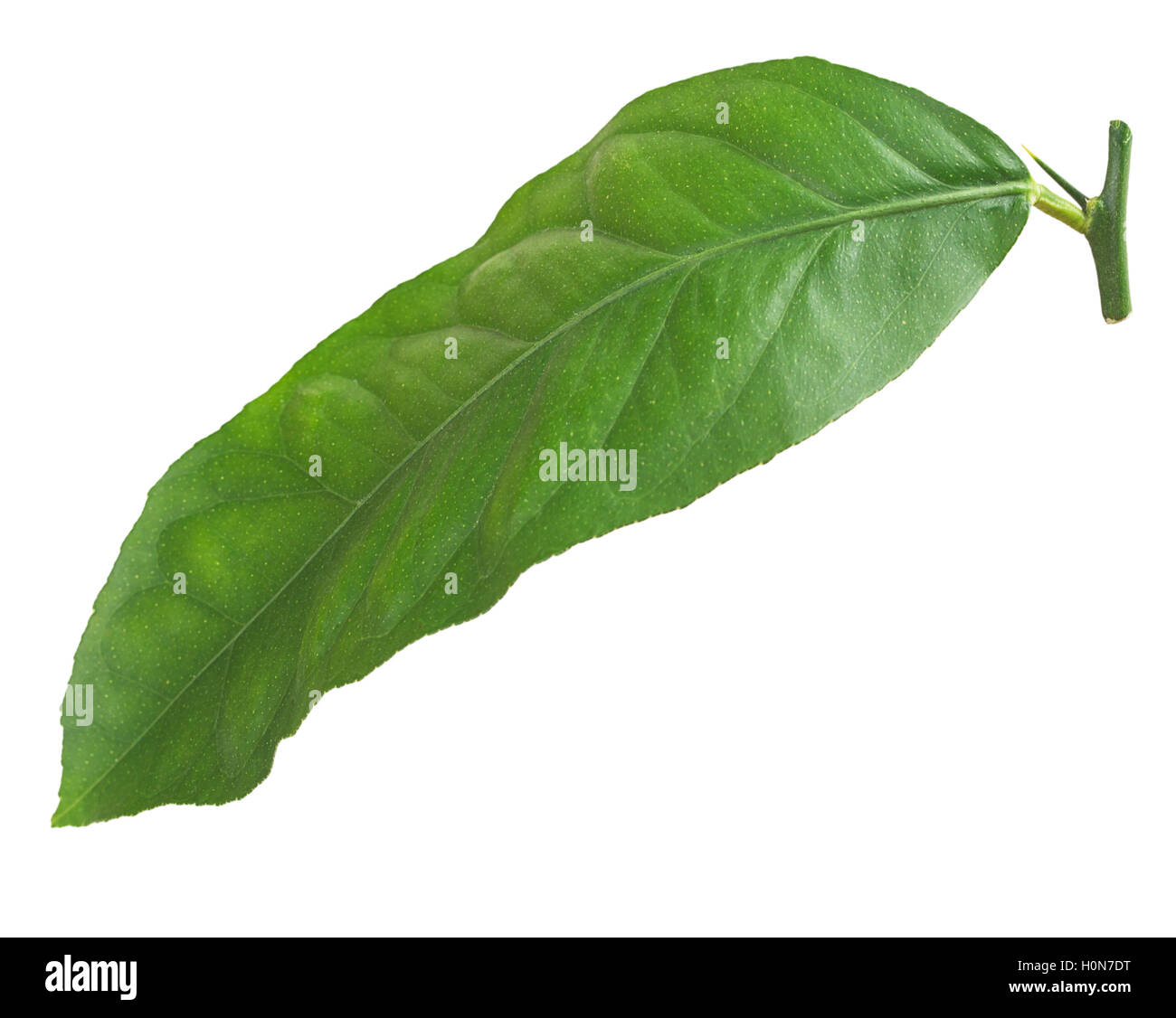 Citrus leaf isolated on a white background Stock Photo - Alamy