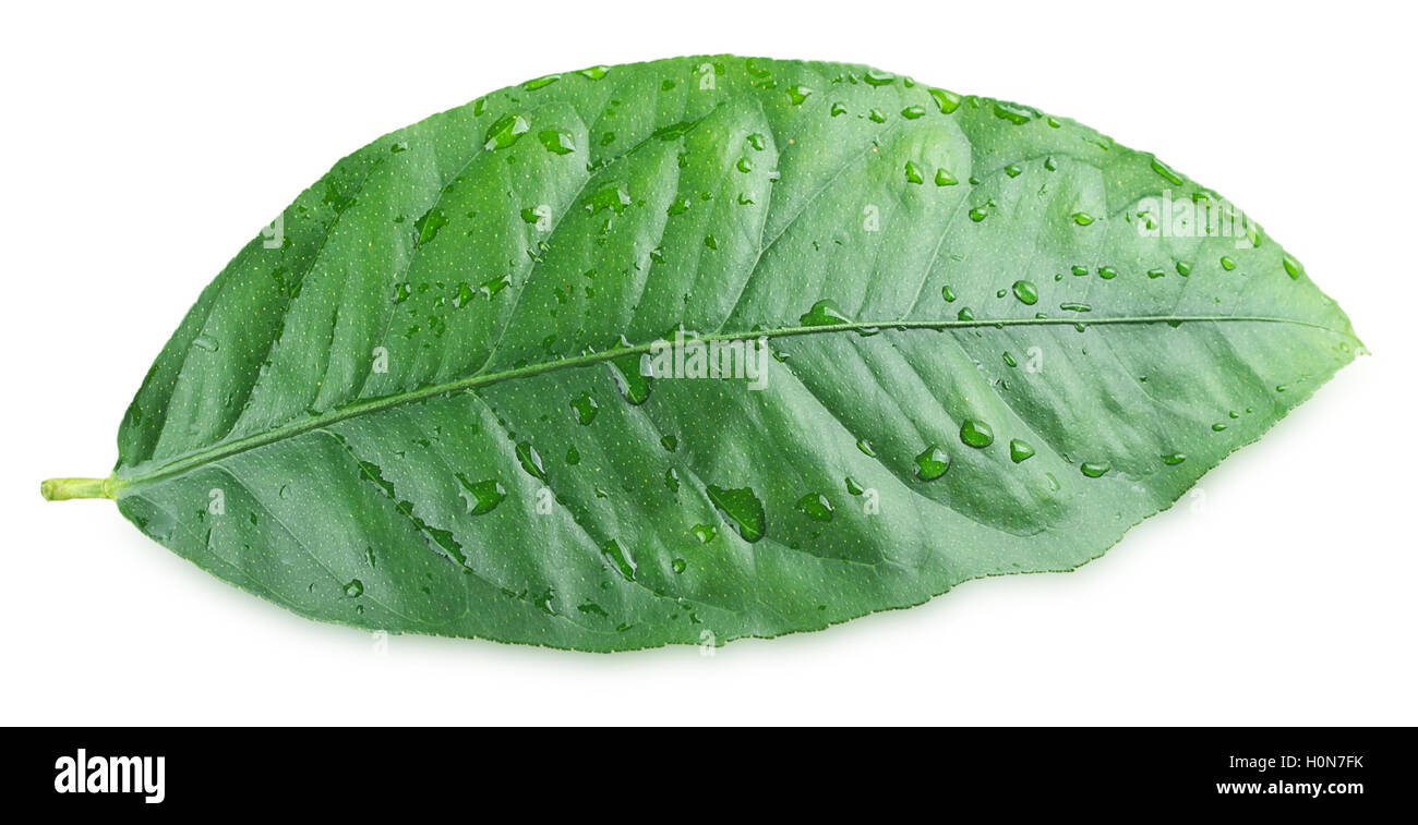 Citrus leaf isolated on a white background Stock Photo - Alamy