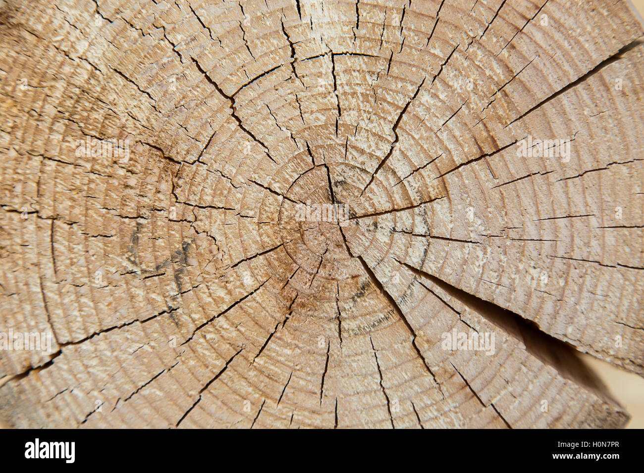 Annual rings spruce tree hi-res stock photography and images - Alamy
