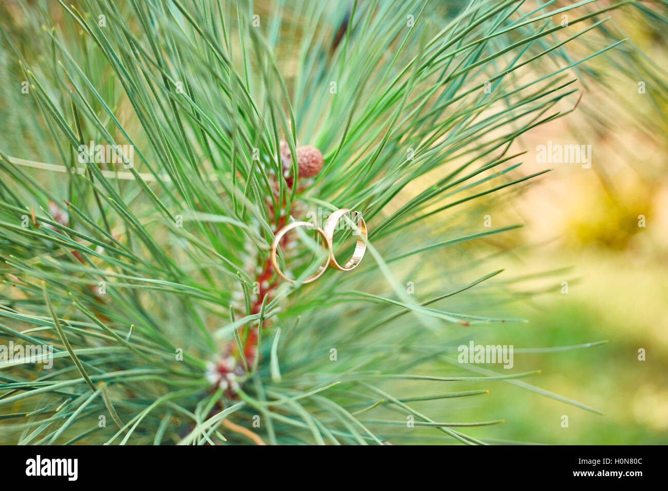 Gold wedding rings hang on a fir-tree branch Stock Photo - Alamy