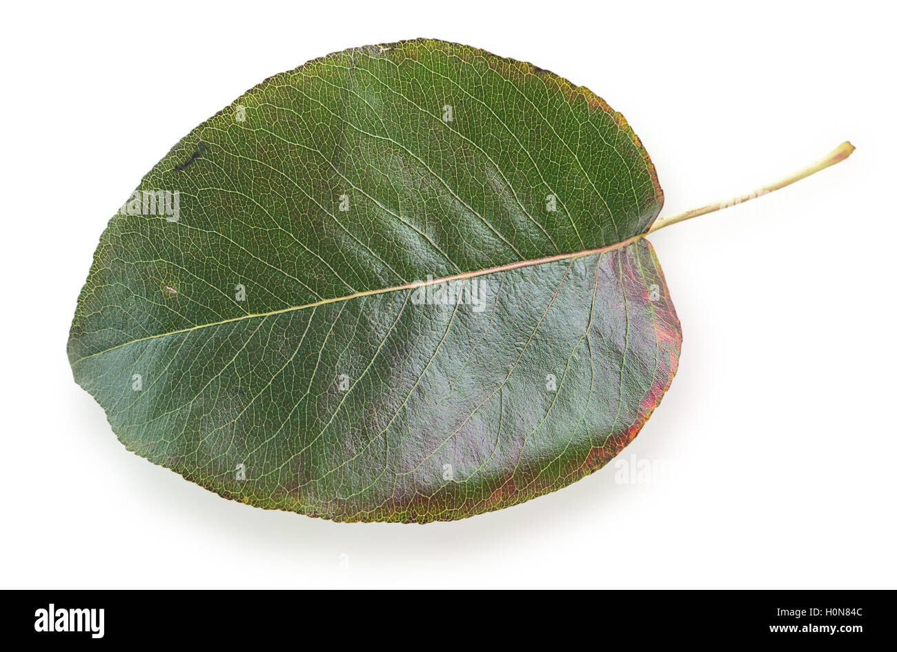 Green autumn leaf isolated on a white background Stock Photo - Alamy