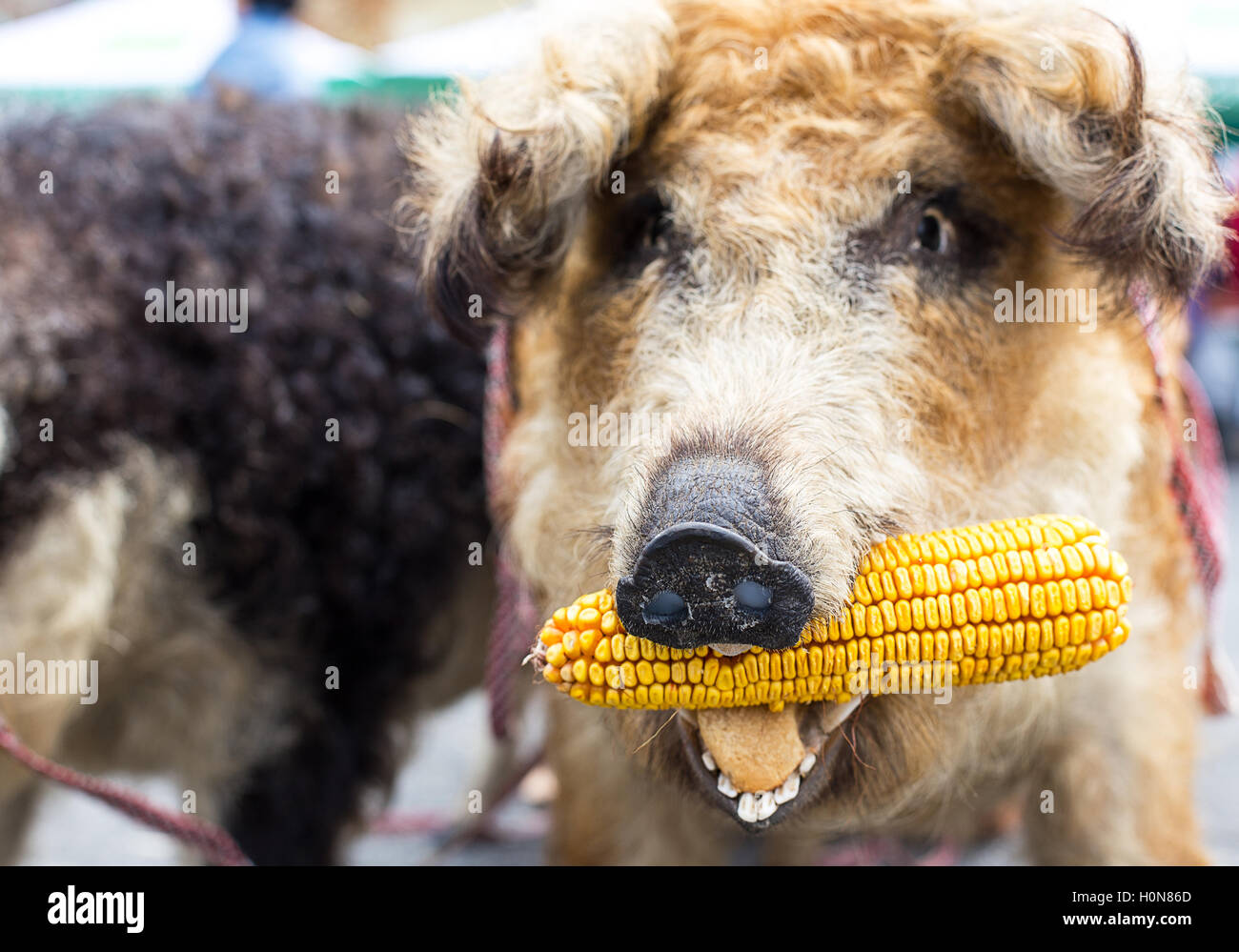 a pig holding in teeth corn (looks to camera Stock Photo - Alamy