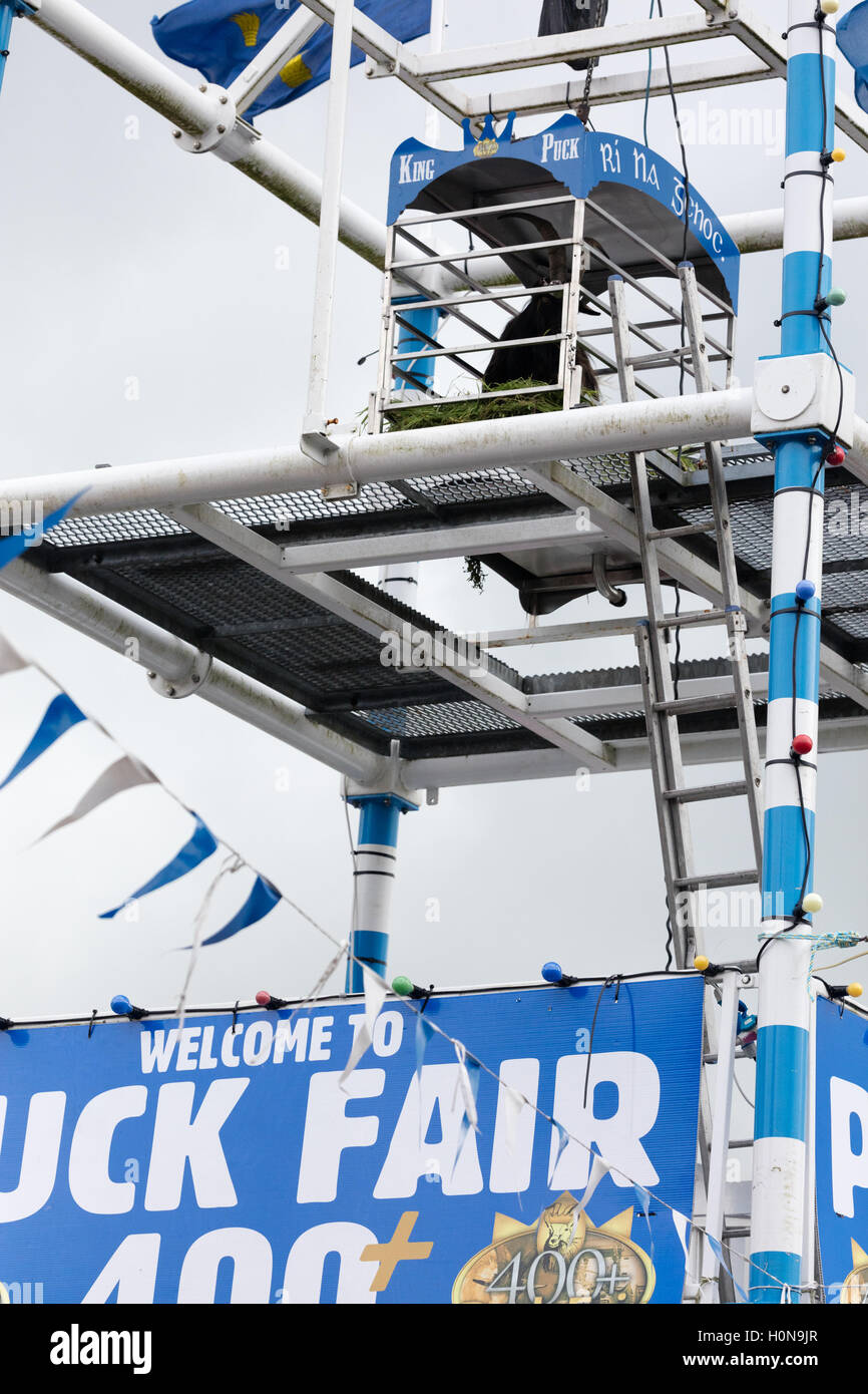 Puck fair killorglin hi-res stock photography and images - Alamy