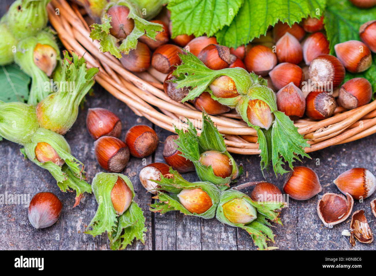 Hazelnut in shell hi-res stock photography and images - Alamy