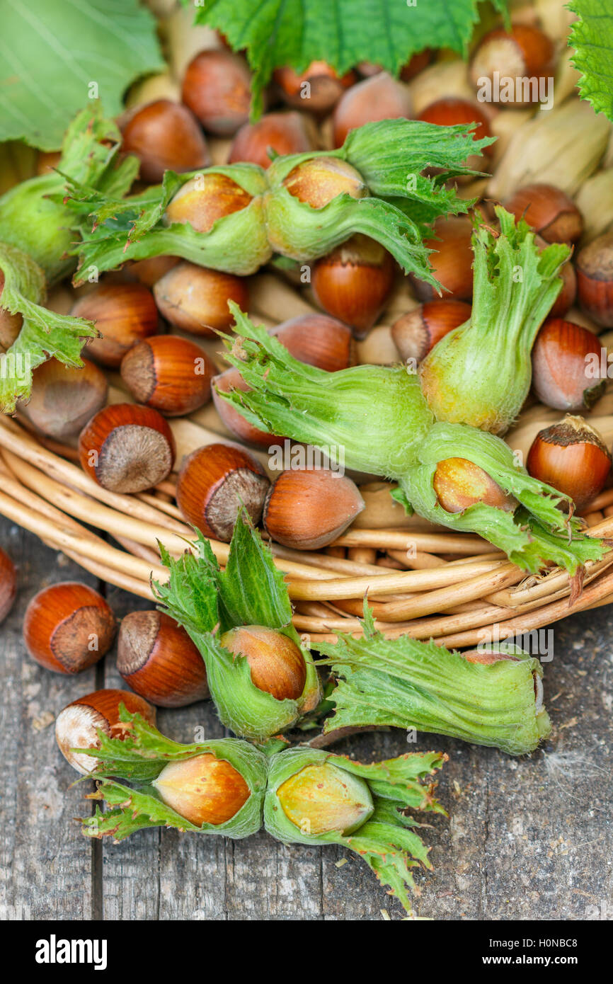 Hazelnut in shell hi-res stock photography and images - Alamy