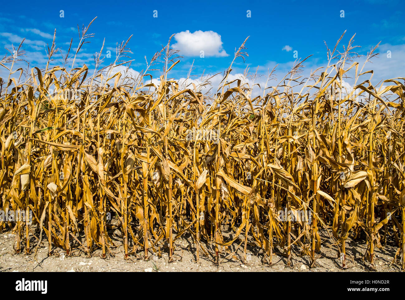 Field of Sweet Corn ripening - France Stock Photo - Alamy