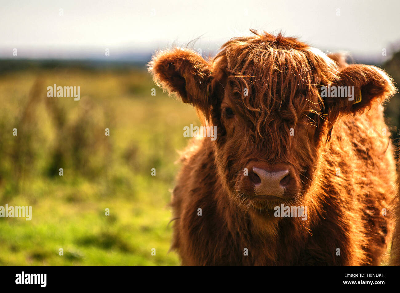 Traditional shot of one of our national symbols, this little guy is ...