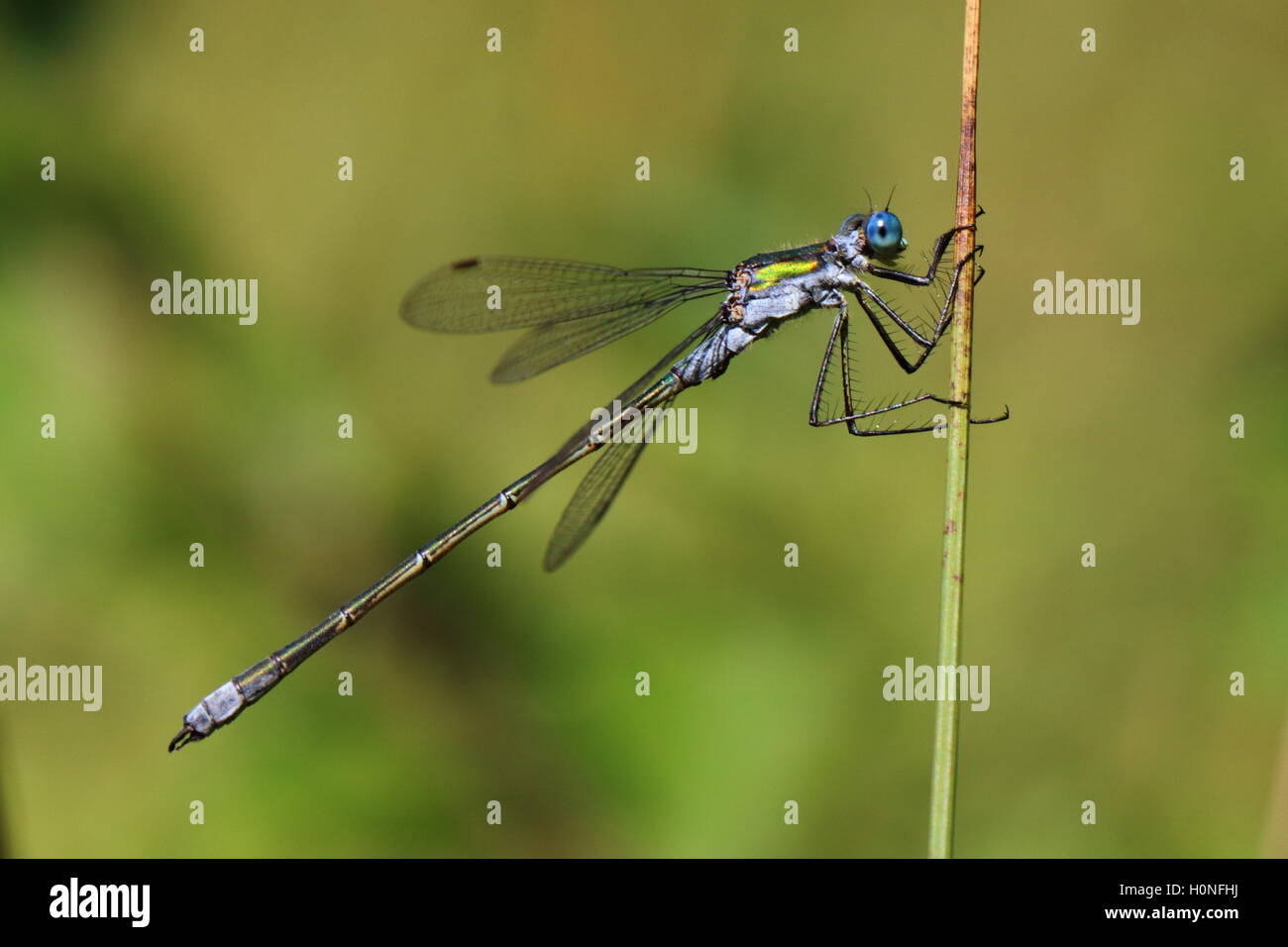 Common Emerald Damselfly (male Stock Photo - Alamy