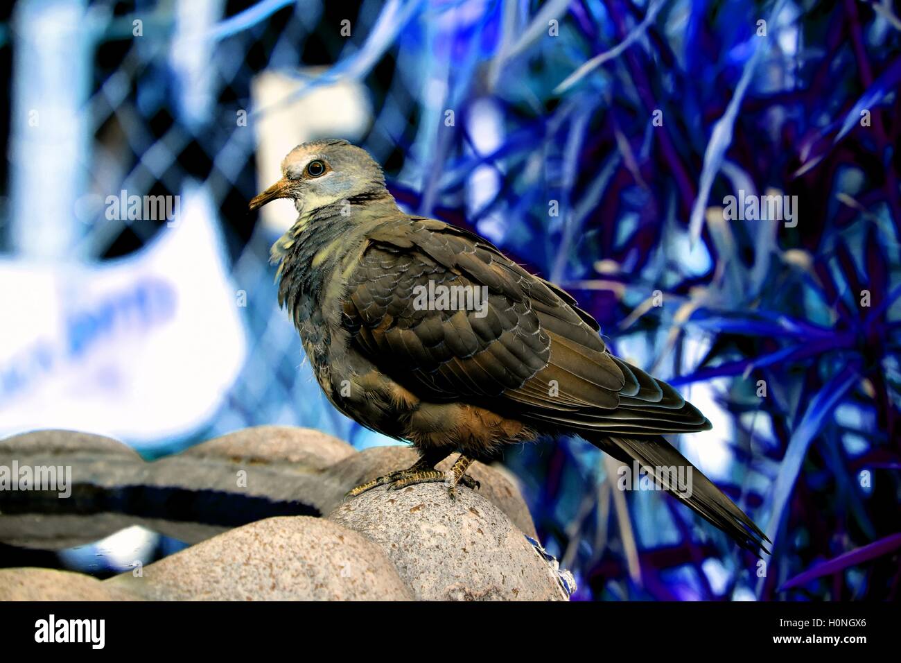 Dove blue hi-res stock photography and images - Alamy