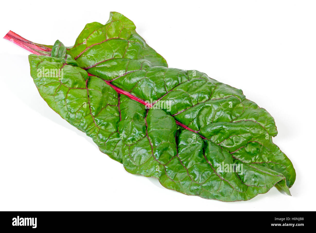 Studio shot above view of single green leaf of Swiss chard spinach with ...