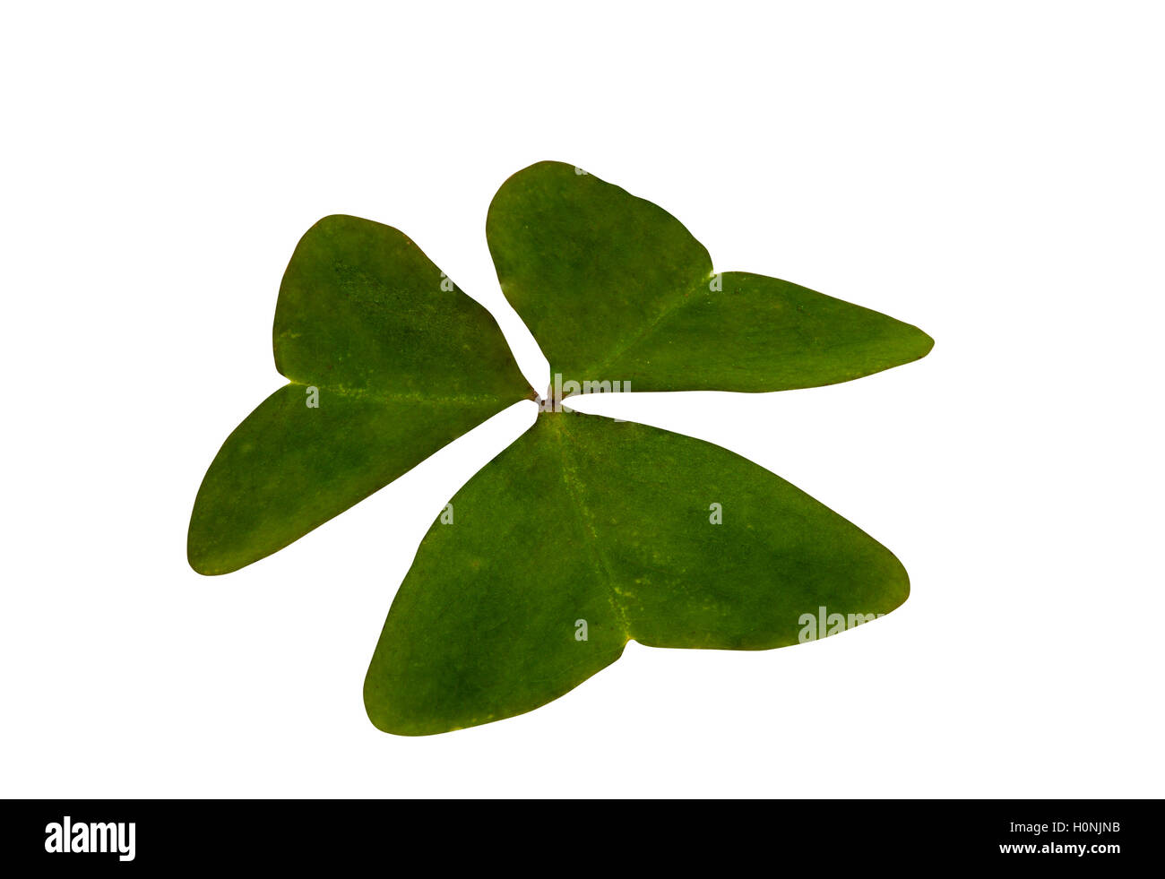 Studio shot of single isolated green three leaf clover on white ...