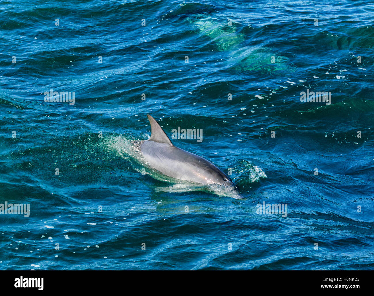 Tursiops australia hi-res stock photography and images - Alamy