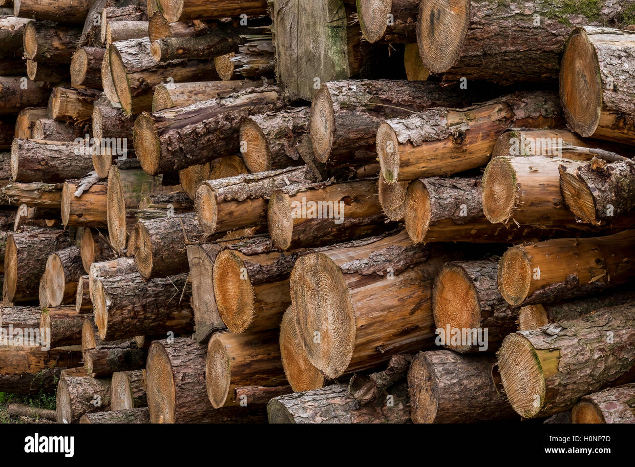 pile of sawn logs Stock Photo - Alamy