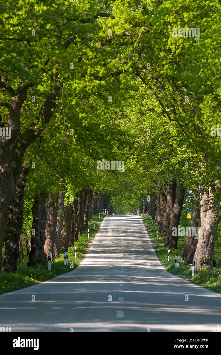 Lime alley tilia platyphyllos hi-res stock photography and images - Alamy