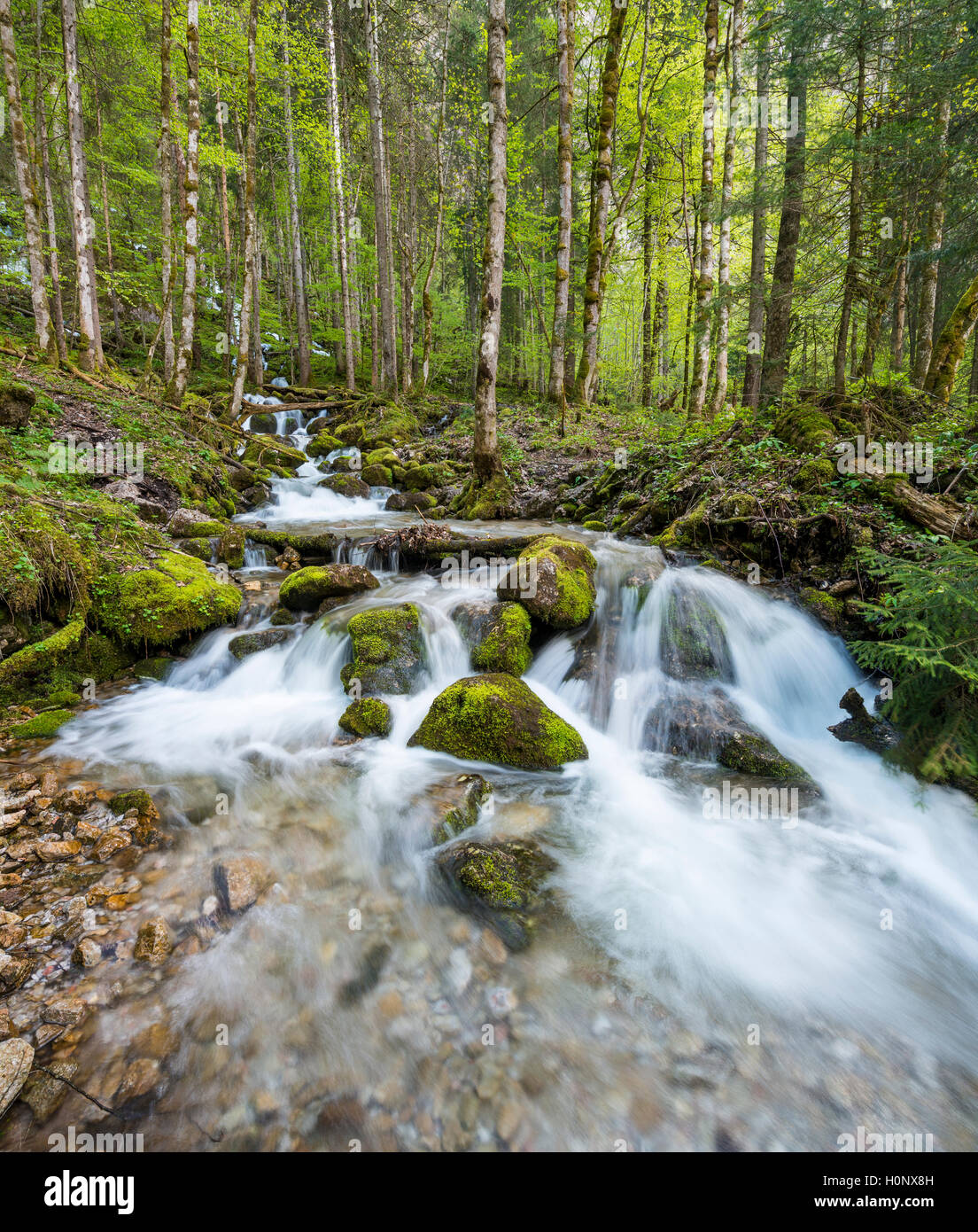 Mossy river hi-res stock photography and images - Alamy