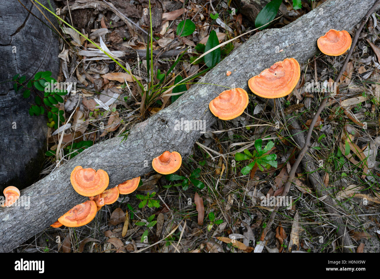 Bracket Fungi