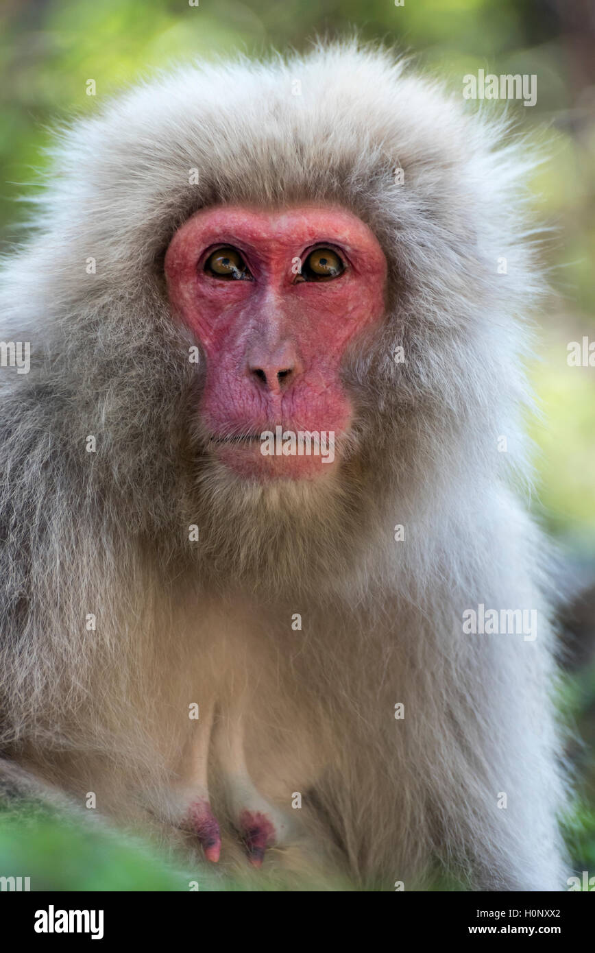 Female Japanese Macaque (Macaca fuscata) at Snow Monkey Park in ...