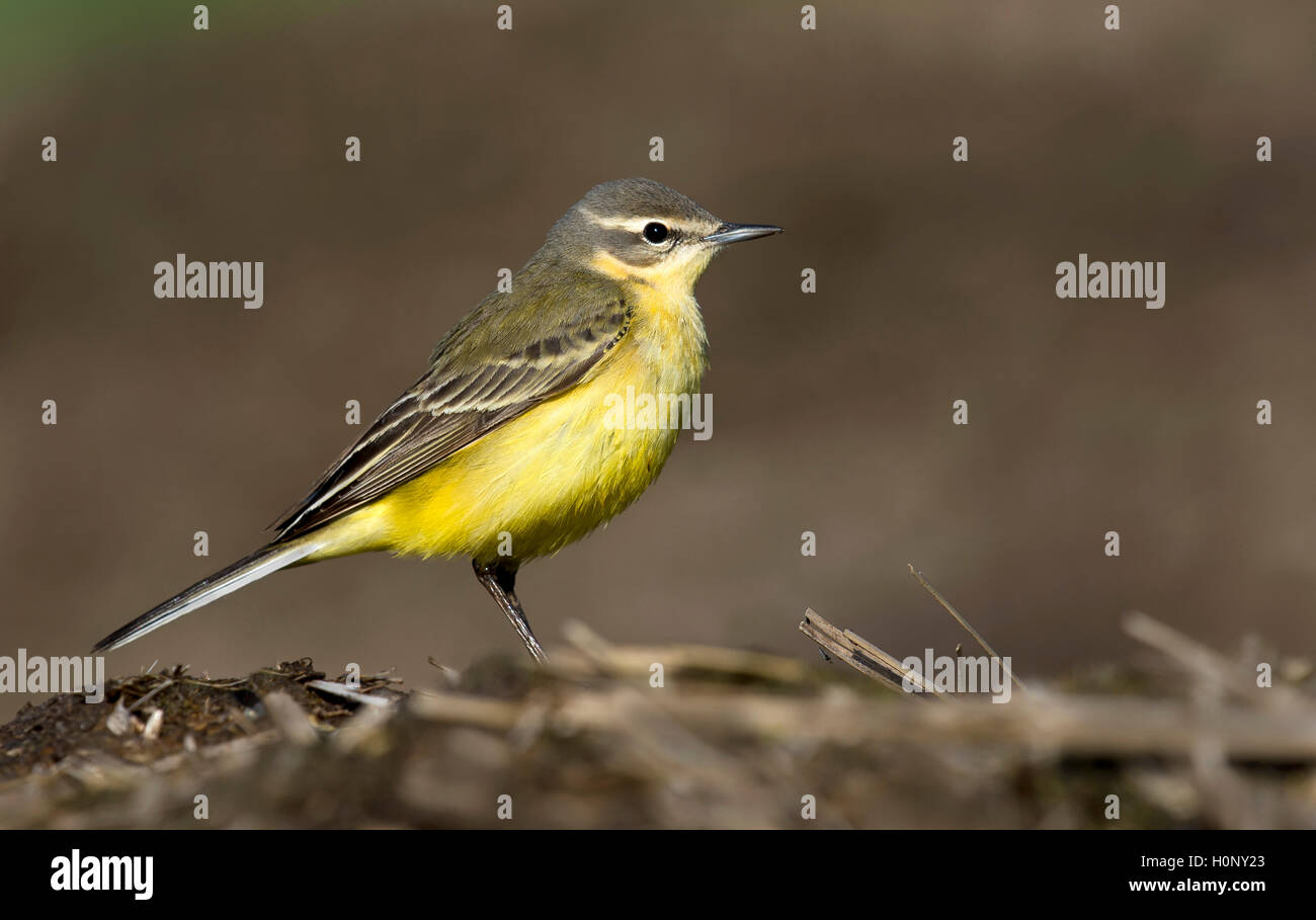 Western yellow wagtail (Motacilla flava flava), native to Southern ...