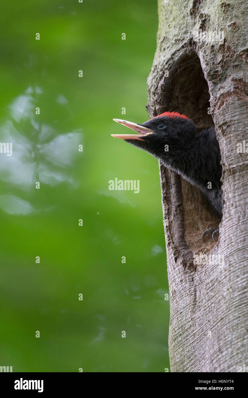 Black woodpecker (Dryocopus martius), young bird looking out of nesting ...