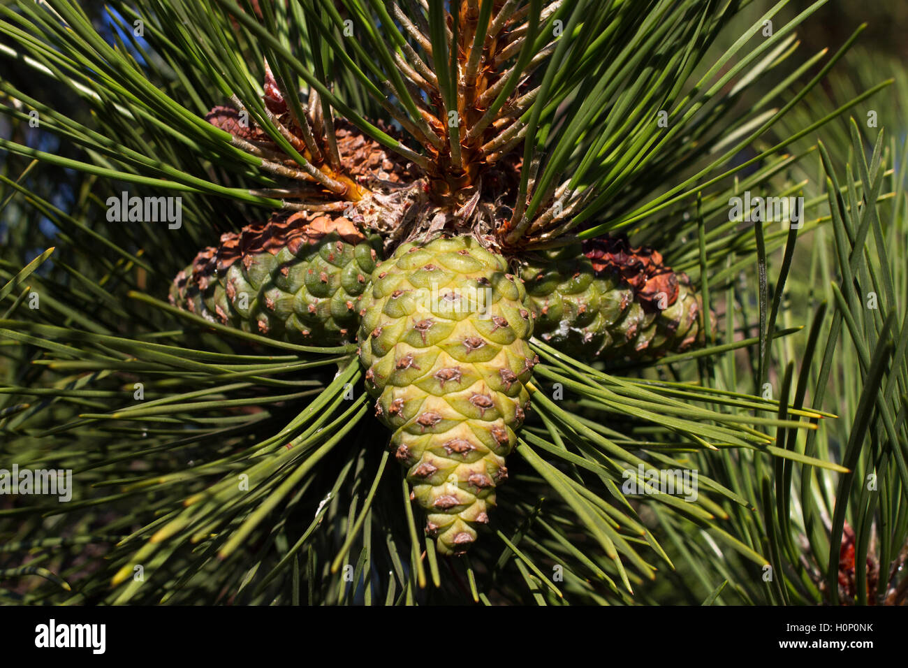Immature fir cone hi-res stock photography and images - Alamy