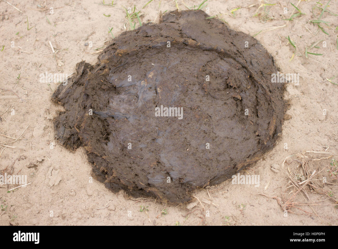 Cow manure lying on the ground. Natural animal dung, fertilizer Stock ...