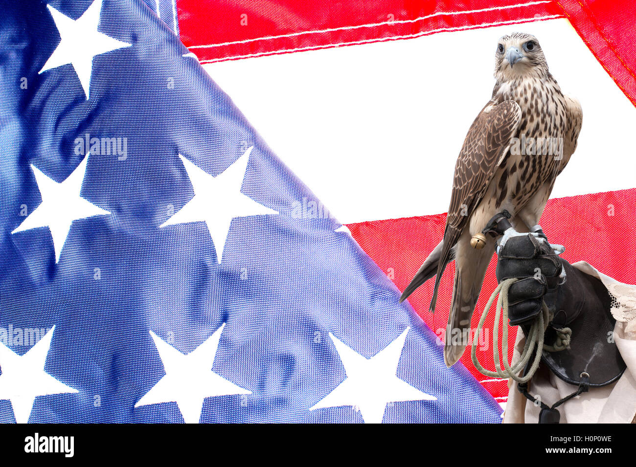 American peregrine falcon hi-res stock photography and images - Alamy