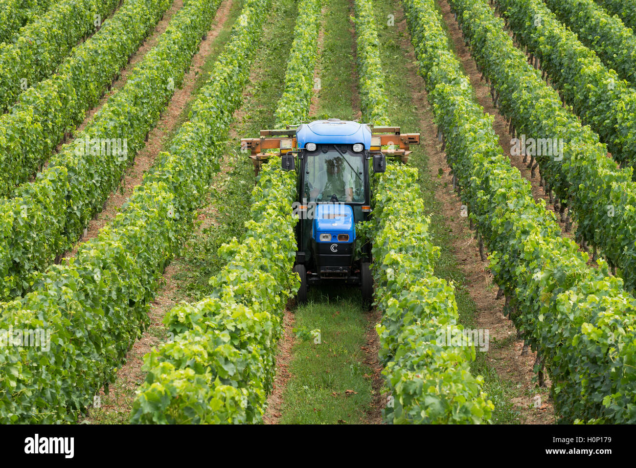 Vine growing machines hi-res stock photography and images - Alamy