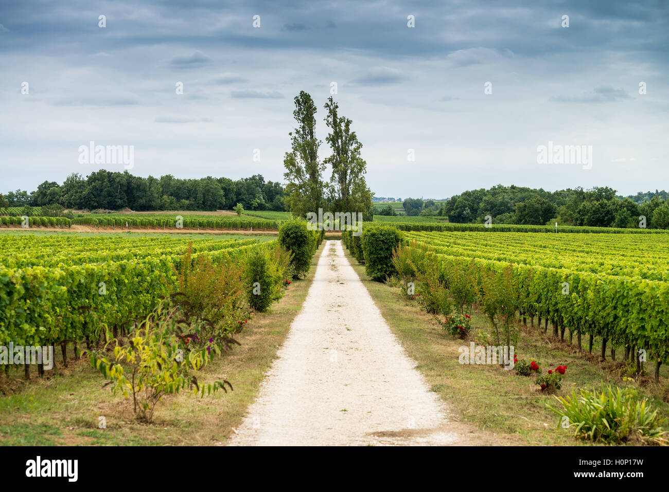 vineyard, saint emilion, bordeaux, france, Europe Stock Photo - Alamy