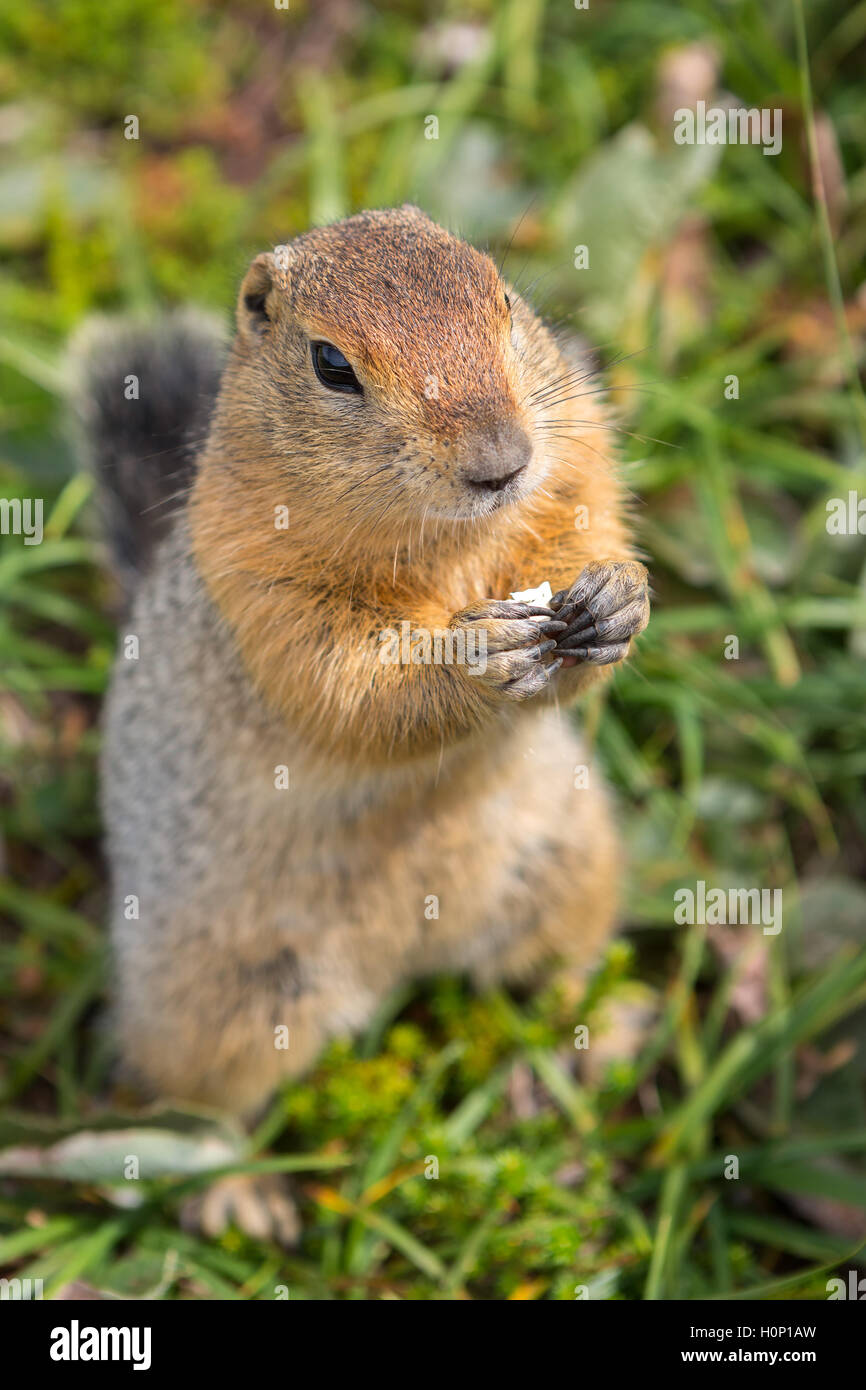 Parka squirrel hi-res stock photography and images - Alamy
